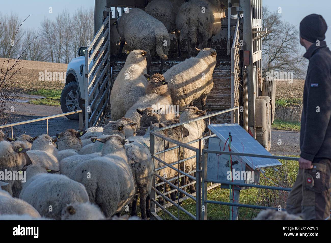 Black-headed domestic sheep (Ovis gmelini aries) being loaded into a double-decker livestock ...