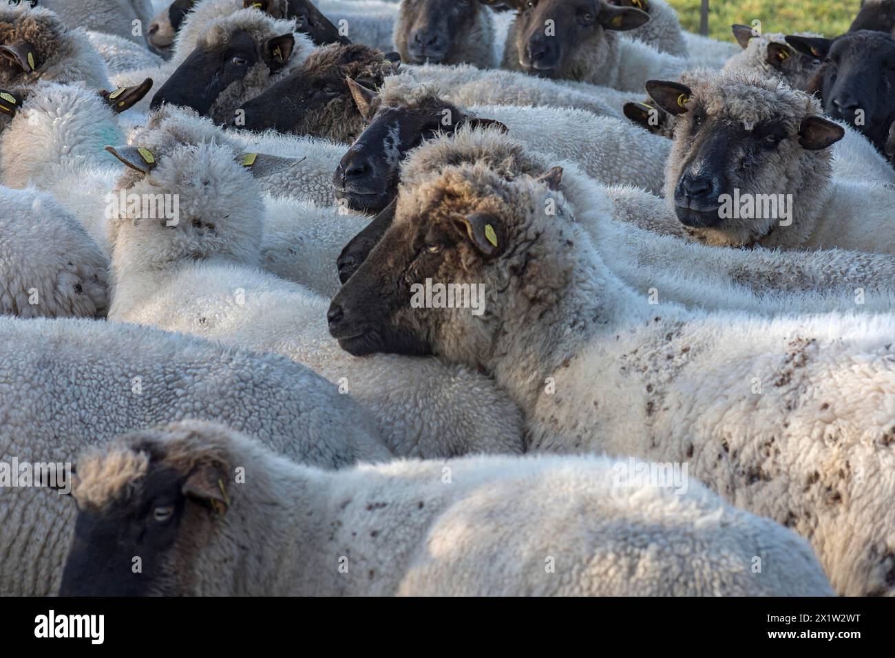 Black-headed domestic sheep (Ovis gmelini aries) in a pen, Mecklenburg-Western Pomerania ...