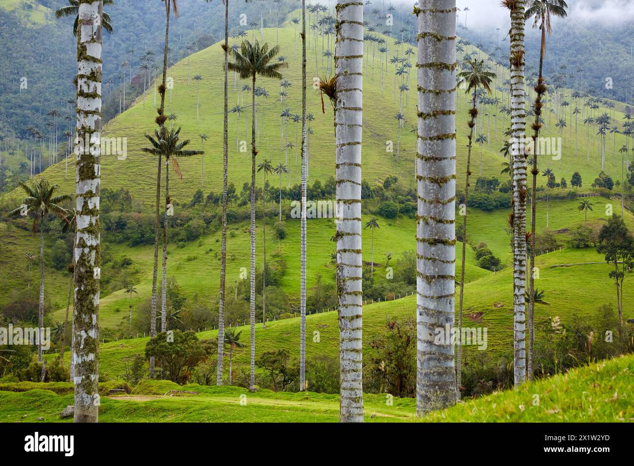 Arbol de colombia hi-res stock photography and images - Alamy