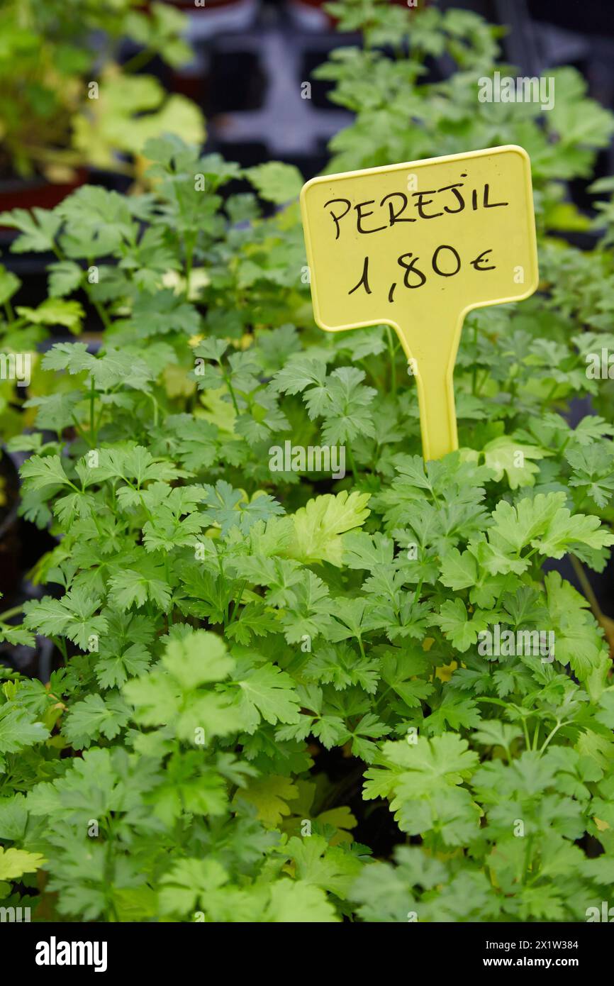 Parsley, Garden center, aromatic plants sale, Basque Country, Spain ...