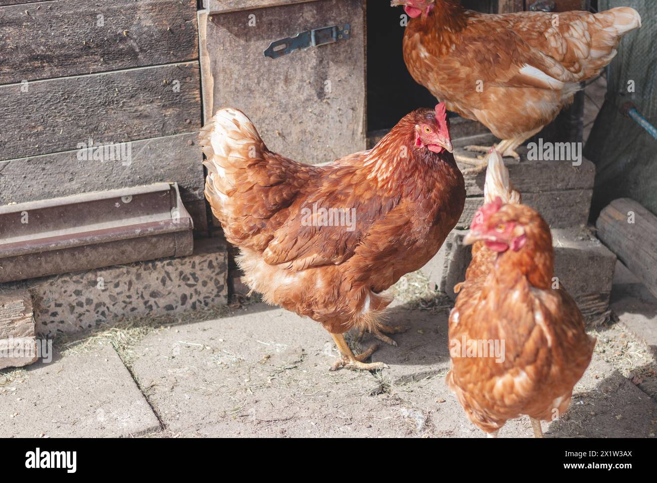 Domestic chicken with brown and white feathers running around the yard ...