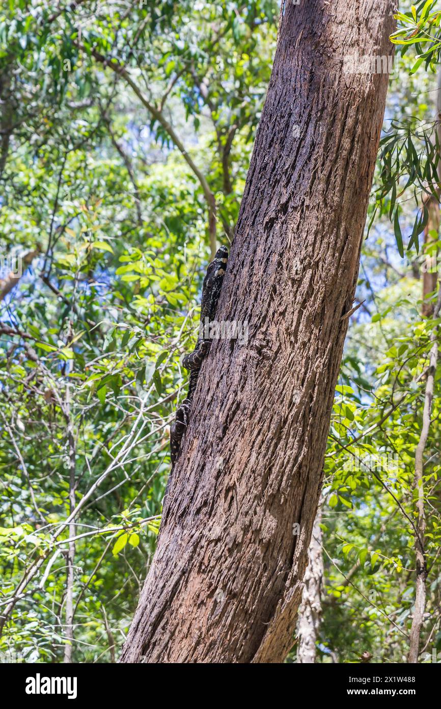 Lace Monitor climbing up a Tree Trunk, New South Wales, Australia Stock ...