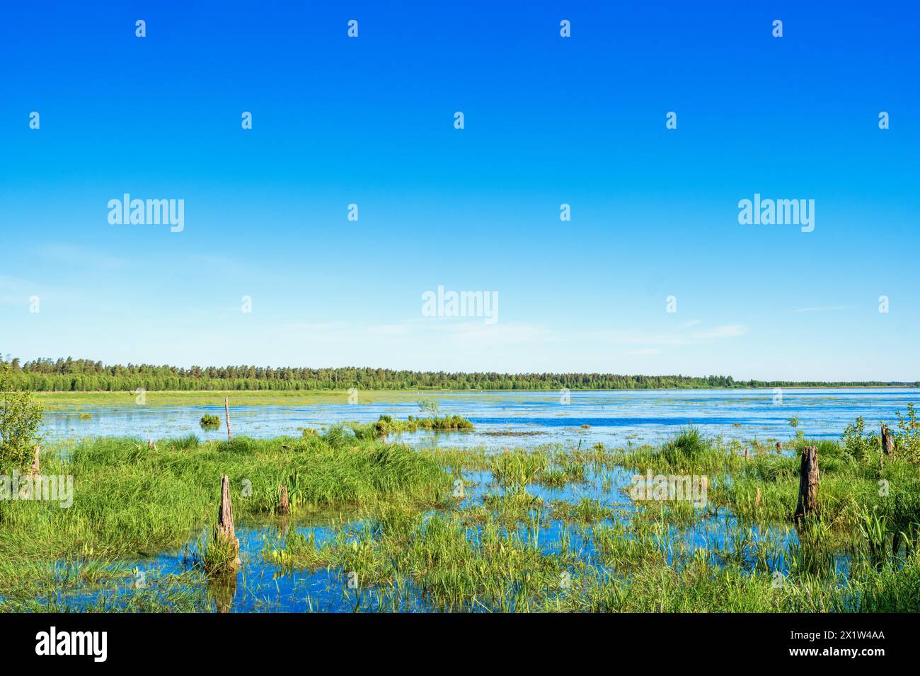 View at a flooded wetland with green aquatic plants a sunny beautiful ...