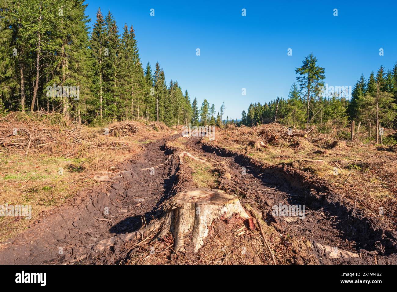 Tree stump on a logging road with deep tire tracks on a clearcutting in ...