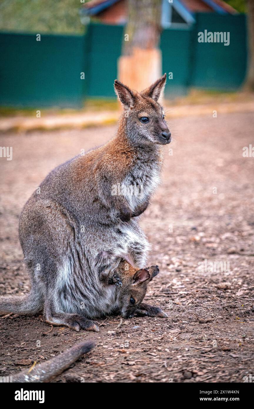 Red-necked wallaby (Macropus rufogriseus) with its offspring in the ...
