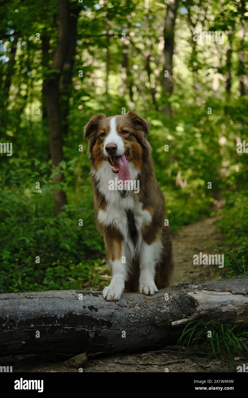 A brown fluffy purebred Australian Shepherd dog poses in a green summer woods. Aussie red ...