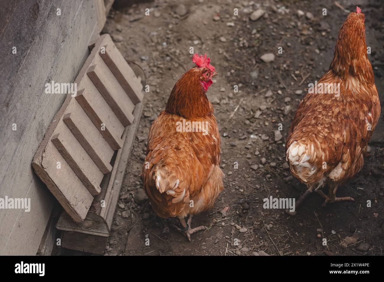 Domestic chicken with brown and white feathers running around the yard ...