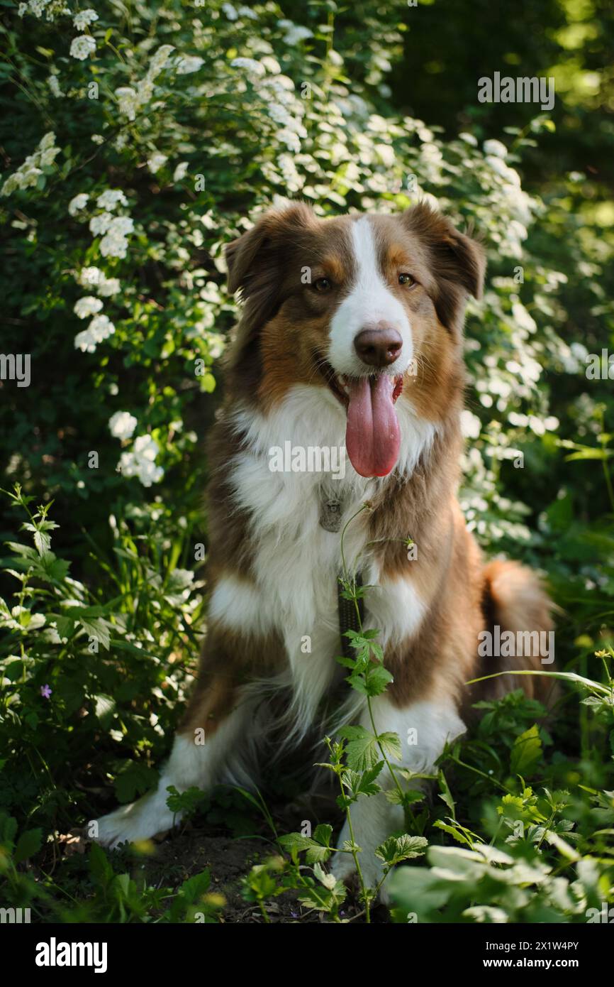 A brown Australian Shepherd sits and poses in a spring park next to a ...