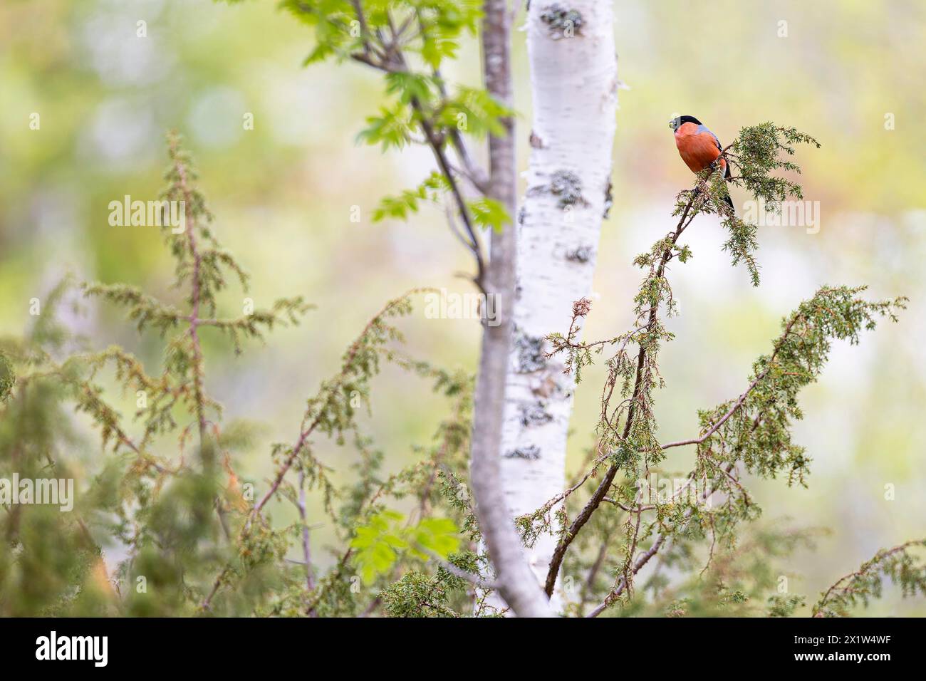 Eurasian bullfinch (Pyrrhula pyrrhula), adult male feeding, Ovre Pasvik ...