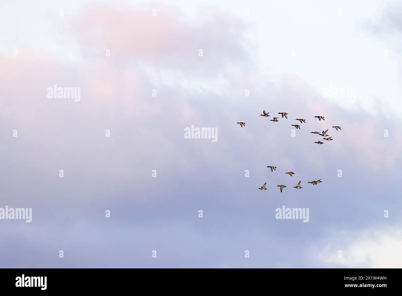 Greater scaup (Aythya marila), small flock in flight, Laanemaa, Estonia ...
