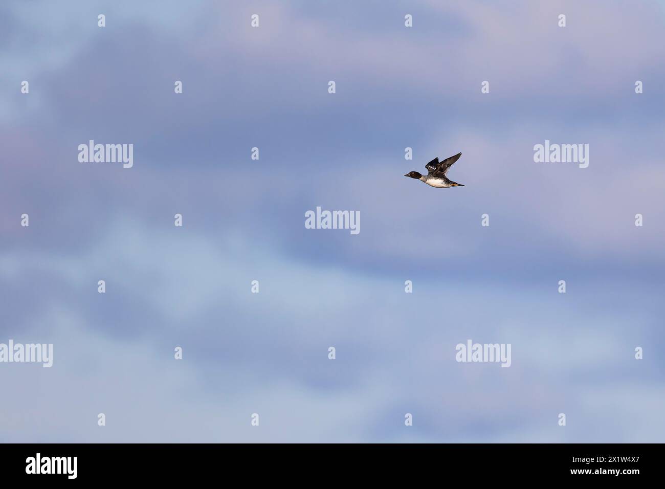 Goldeneye in flight hi-res stock photography and images - Alamy