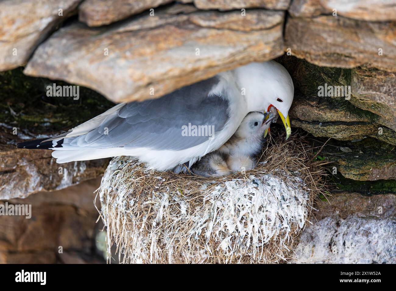 Kittiwake (Rissa tridactyla), adult bird feeding chicks on nest ...