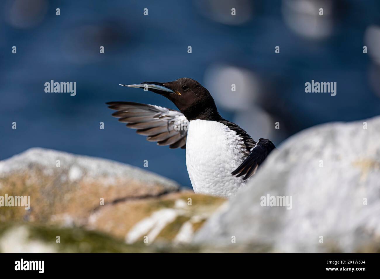 Common guillemot (Uria aalge) with preyed fish flapping its wings ...