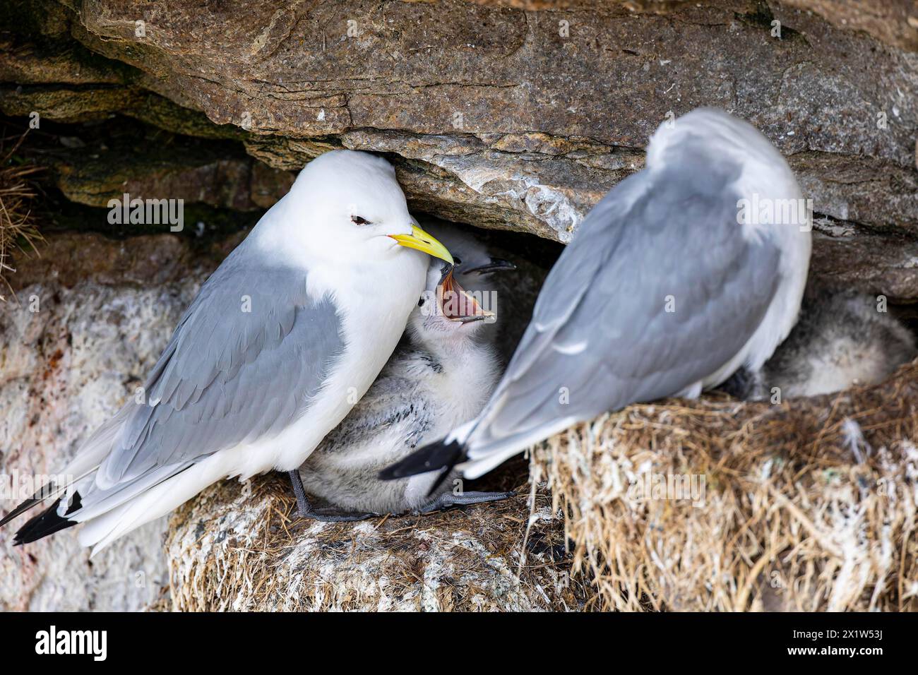 Black-legged kittiwake (Rissa tridactyla), adult birds with chicks on ...