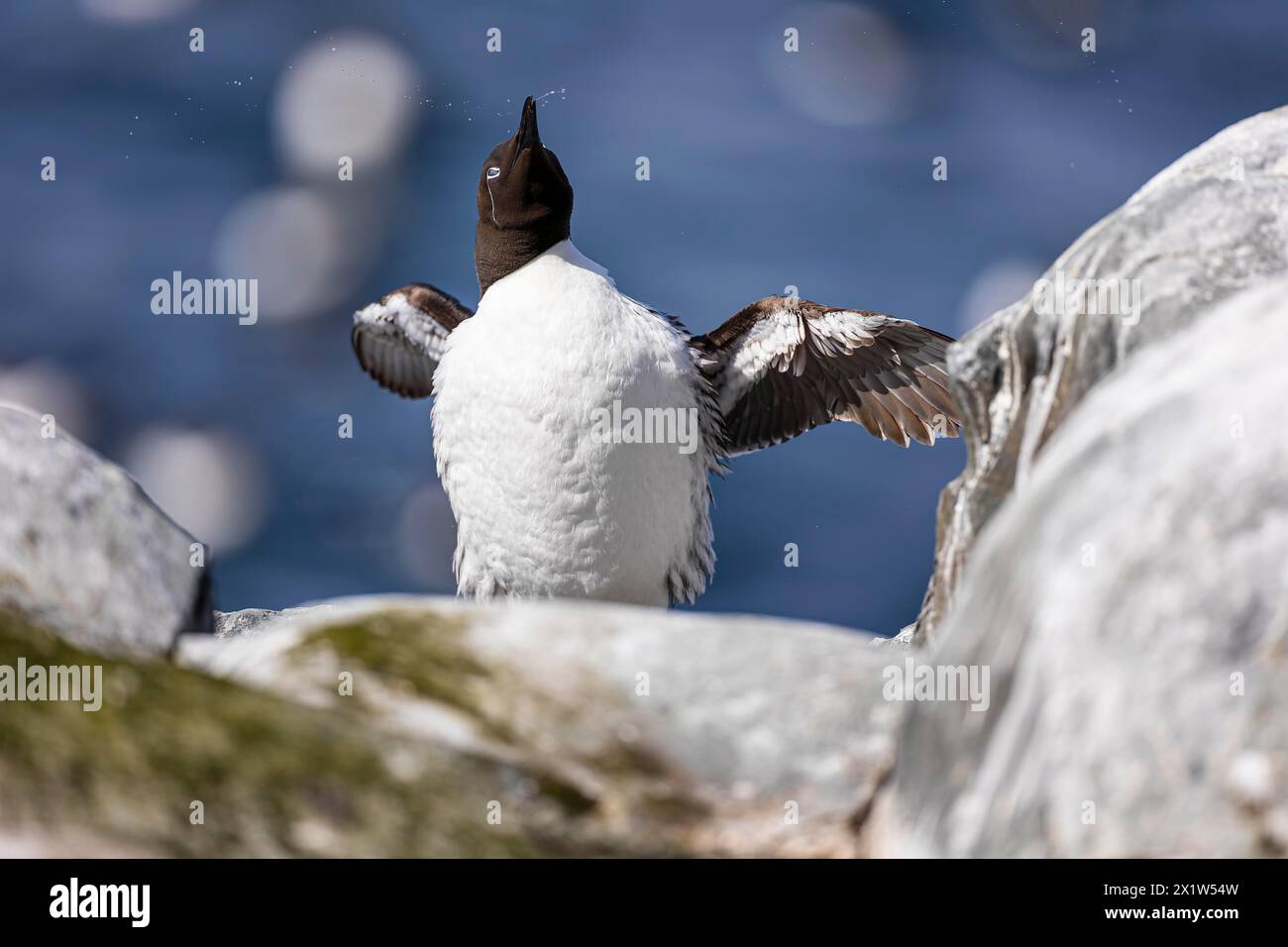 Common guillemot (Uria aalge), adult bird with closed nictitating ...