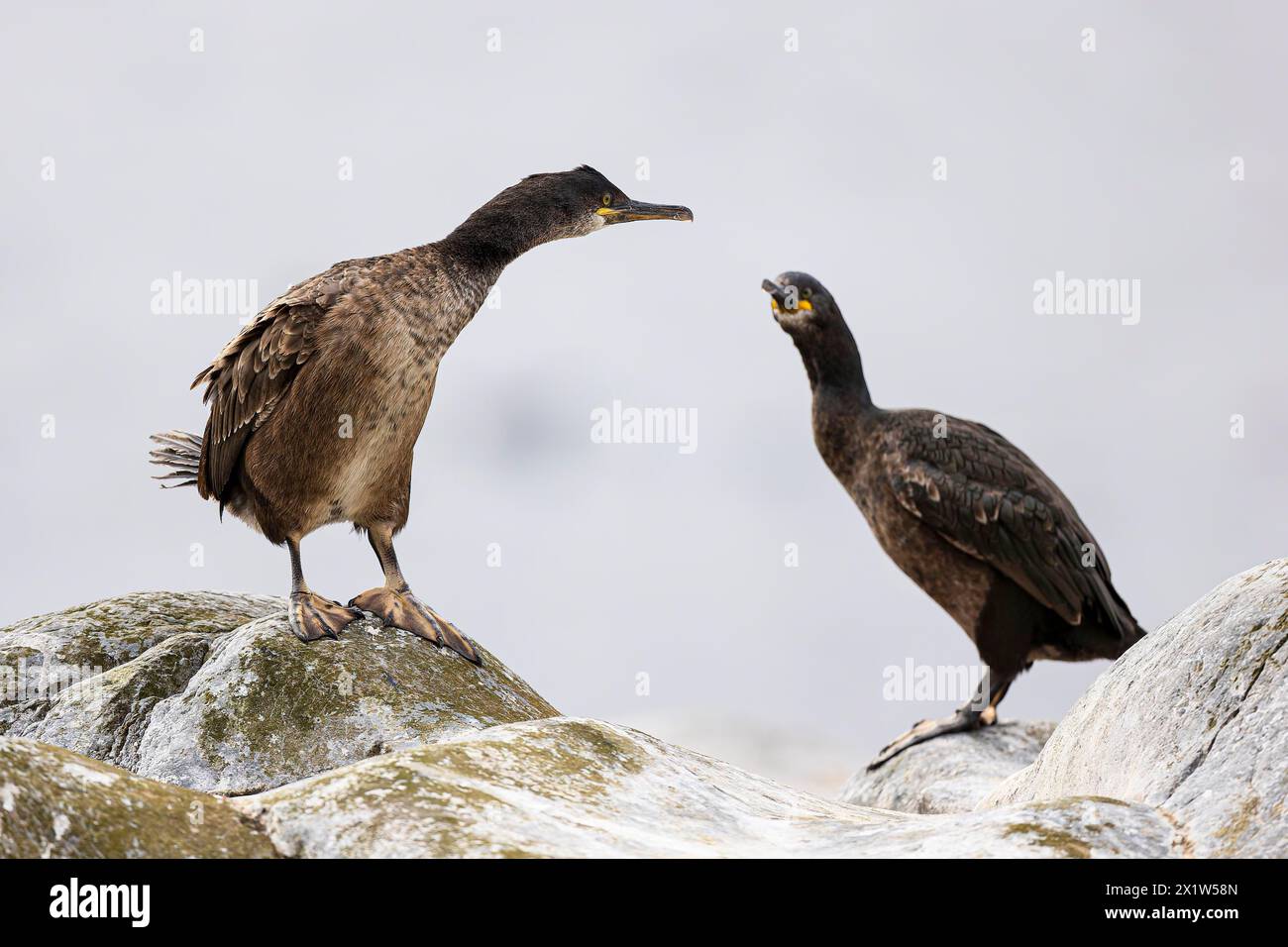 Common shag (Phalacrocorax aristotelis), two juvenile birds looking at ...