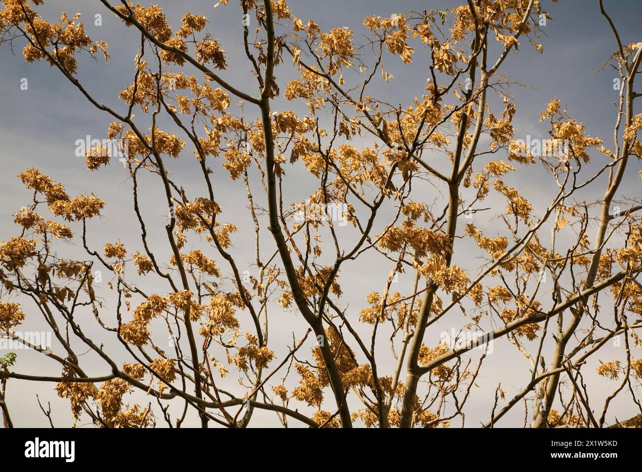 Close-up of silhouetted deciduous tree branches with dry and wilted ...