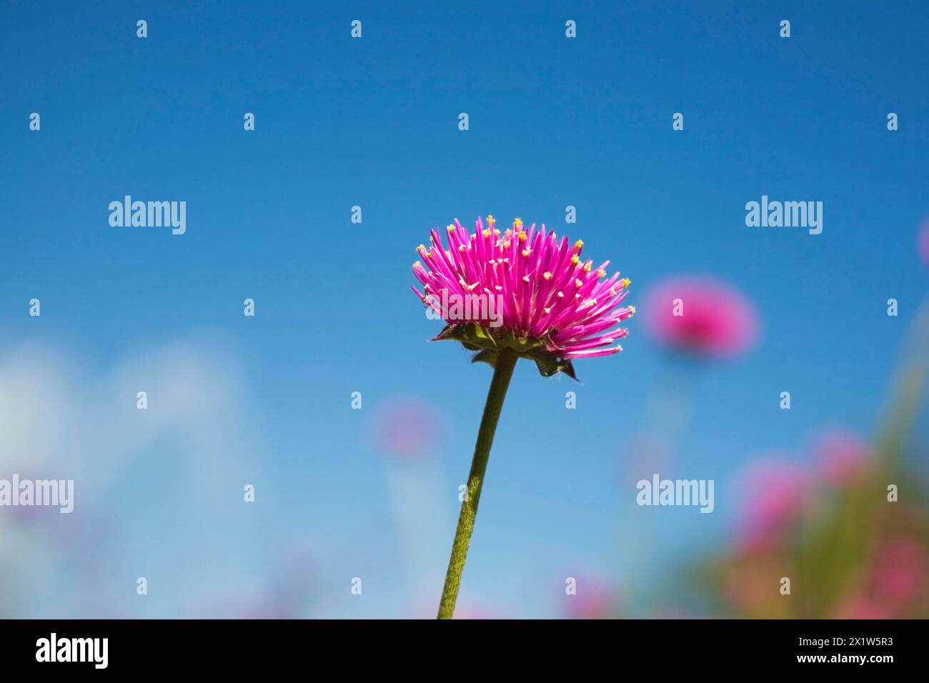 Pink globe amaranth hi-res stock photography and images - Alamy