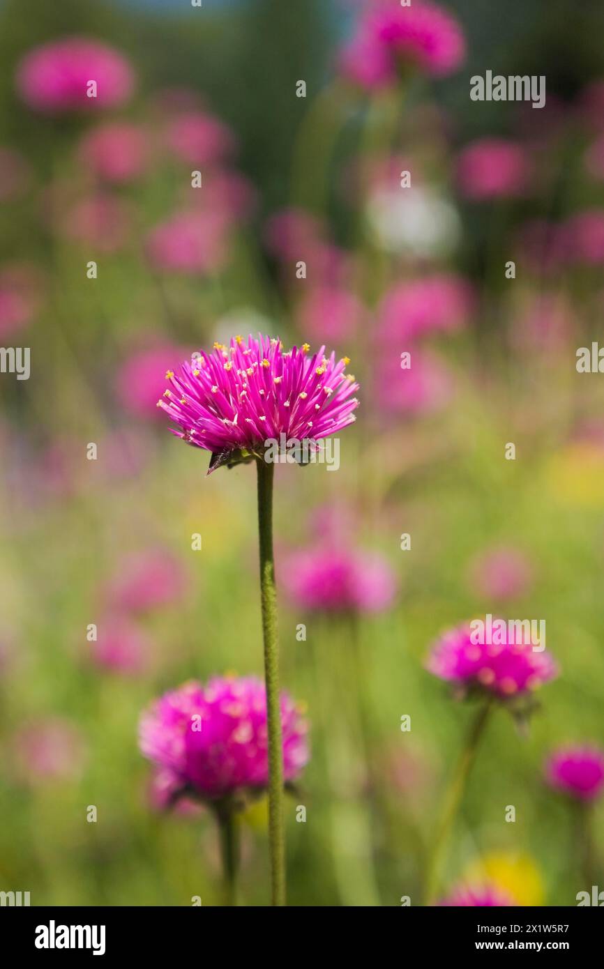 Pink globe amaranth hi-res stock photography and images - Alamy