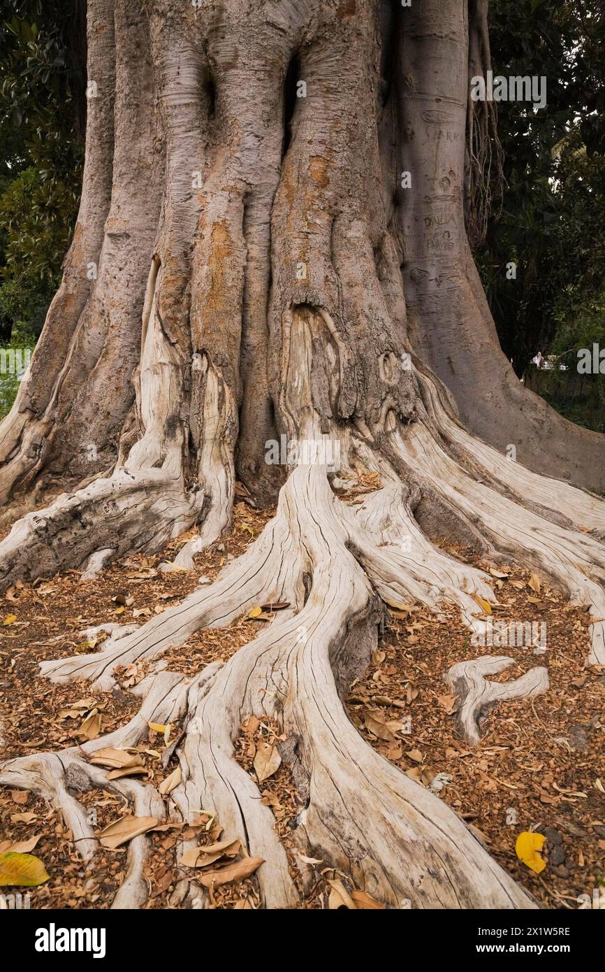 Close-up of long Ficus elastica, Rubber Plant tree roots and trunk in ...