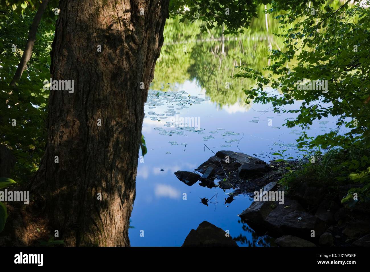 Calm lake surface framed through deciduous trees with dense green ...