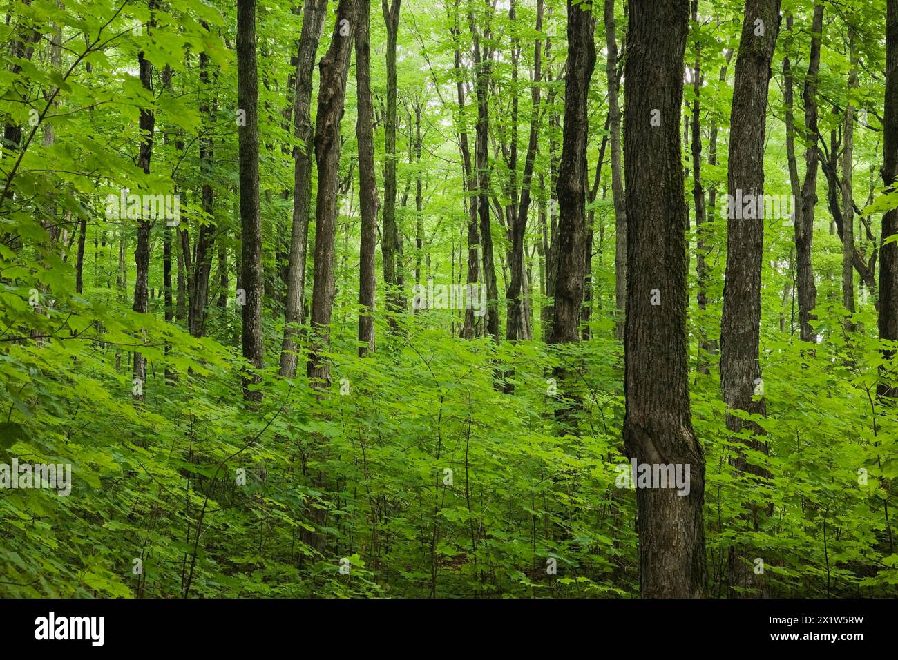 Dense forest of Acer, Maple trees with green leaves in summer, Ile d ...
