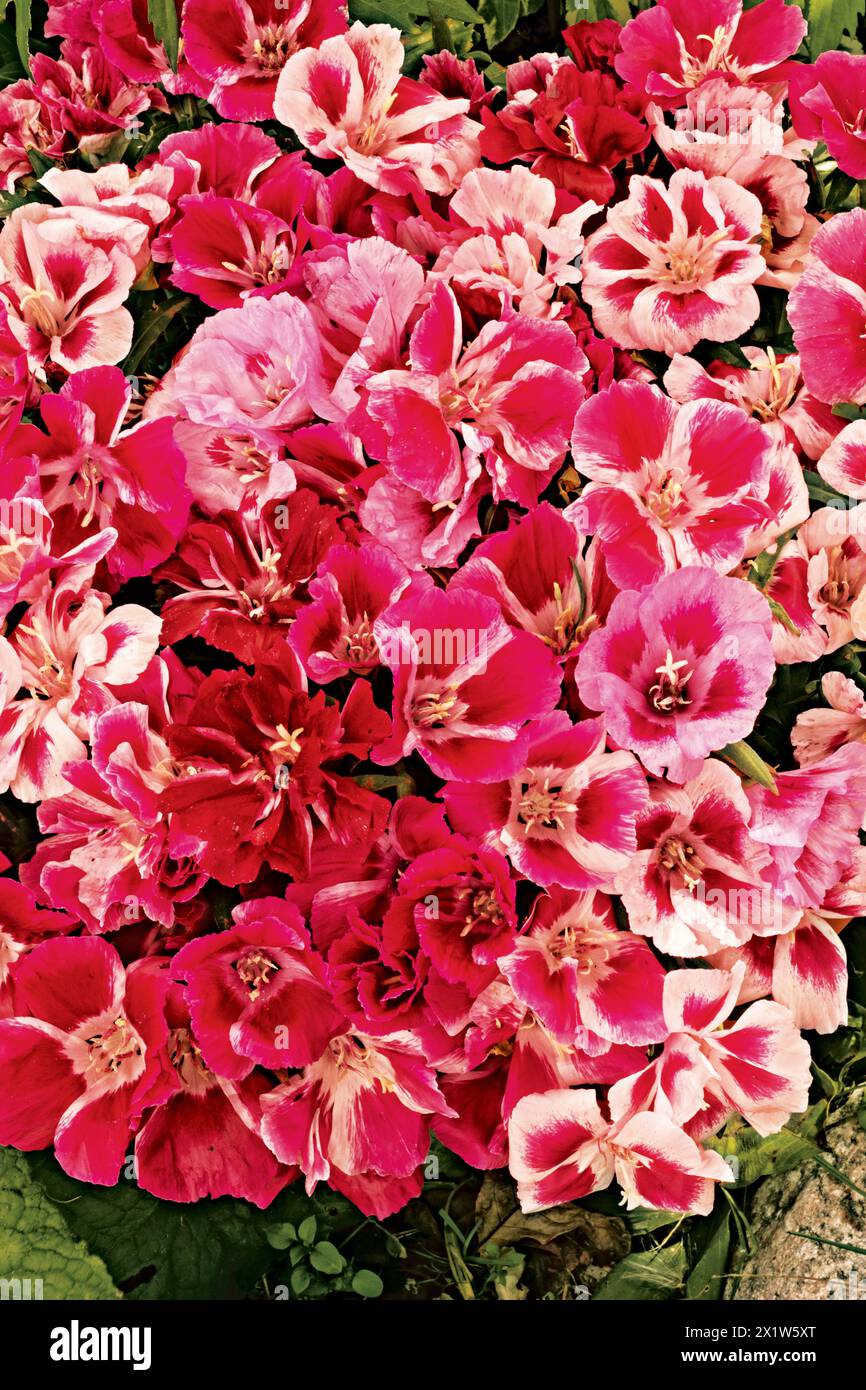 beautiful bouquet flowers godetia clarkia Stock Photo - Alamy