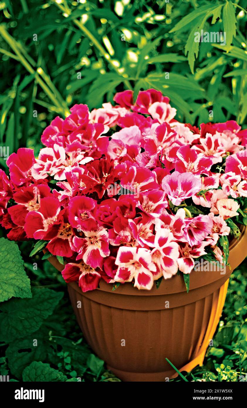 beautiful bouquet flowers godetia clarkia Stock Photo - Alamy