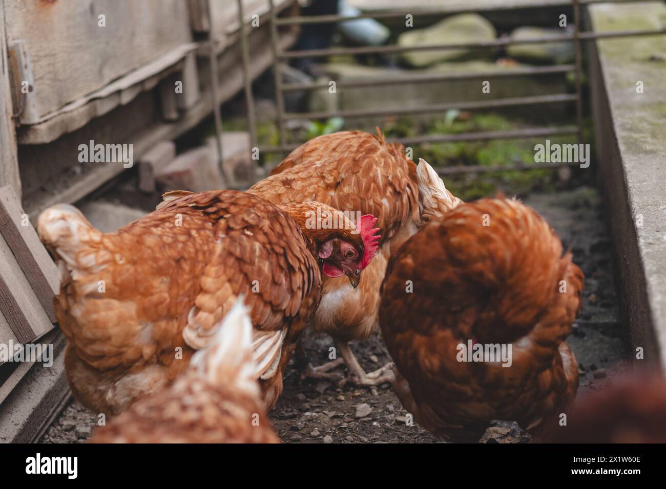 Domestic chicken with brown and white feathers running around the yard ...