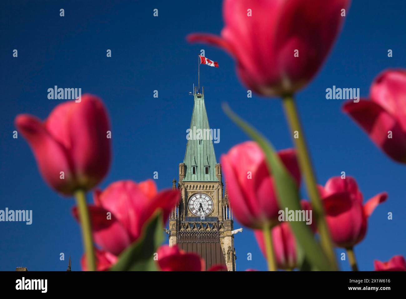 Close-up of Peace Tower with clock face through red Tulipa, Tulips in ...