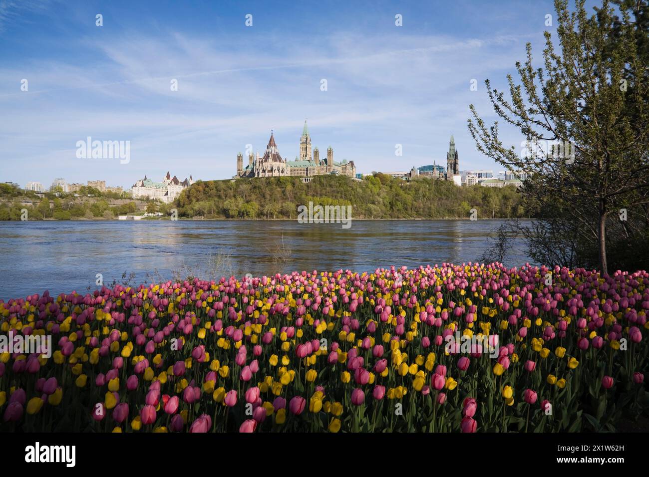Bed of pink and yellow Tulipa, Tulips plus Chateau Laurier and Canadian ...