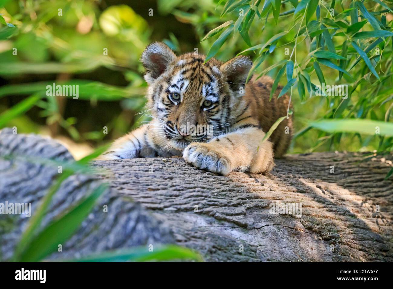 A tiger young lies relaxed on a tree trunk surrounded by bamboo ...