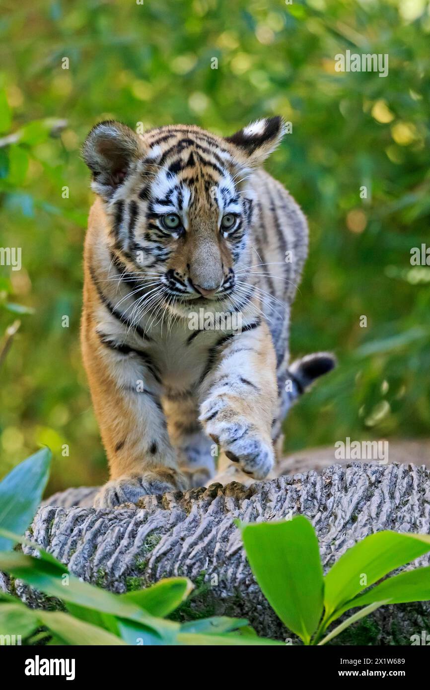 A young tiger young in motion on a tree in nature, Siberian tiger, Amur ...