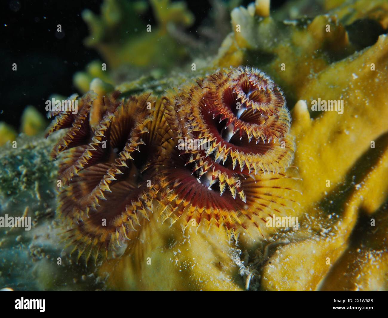 Christmas tree worm (Spirobranchus giganteus), dive site John Pennekamp ...