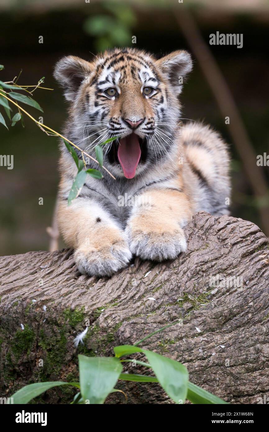A tiger young with outstretched tongue sitting on a tree trunk ...
