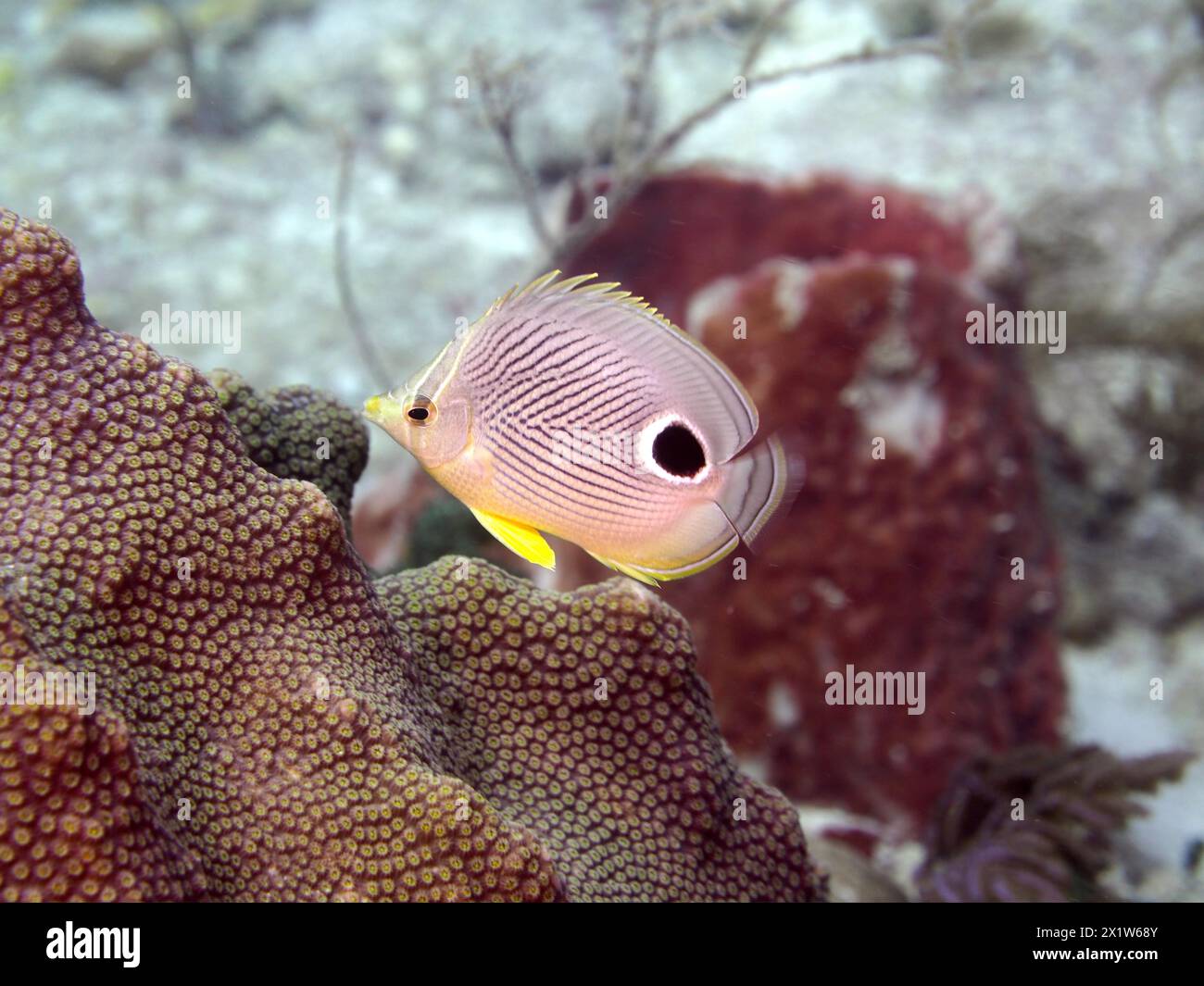 Four-eye butterflyfish (Chaetodon capistratus), dive site John ...