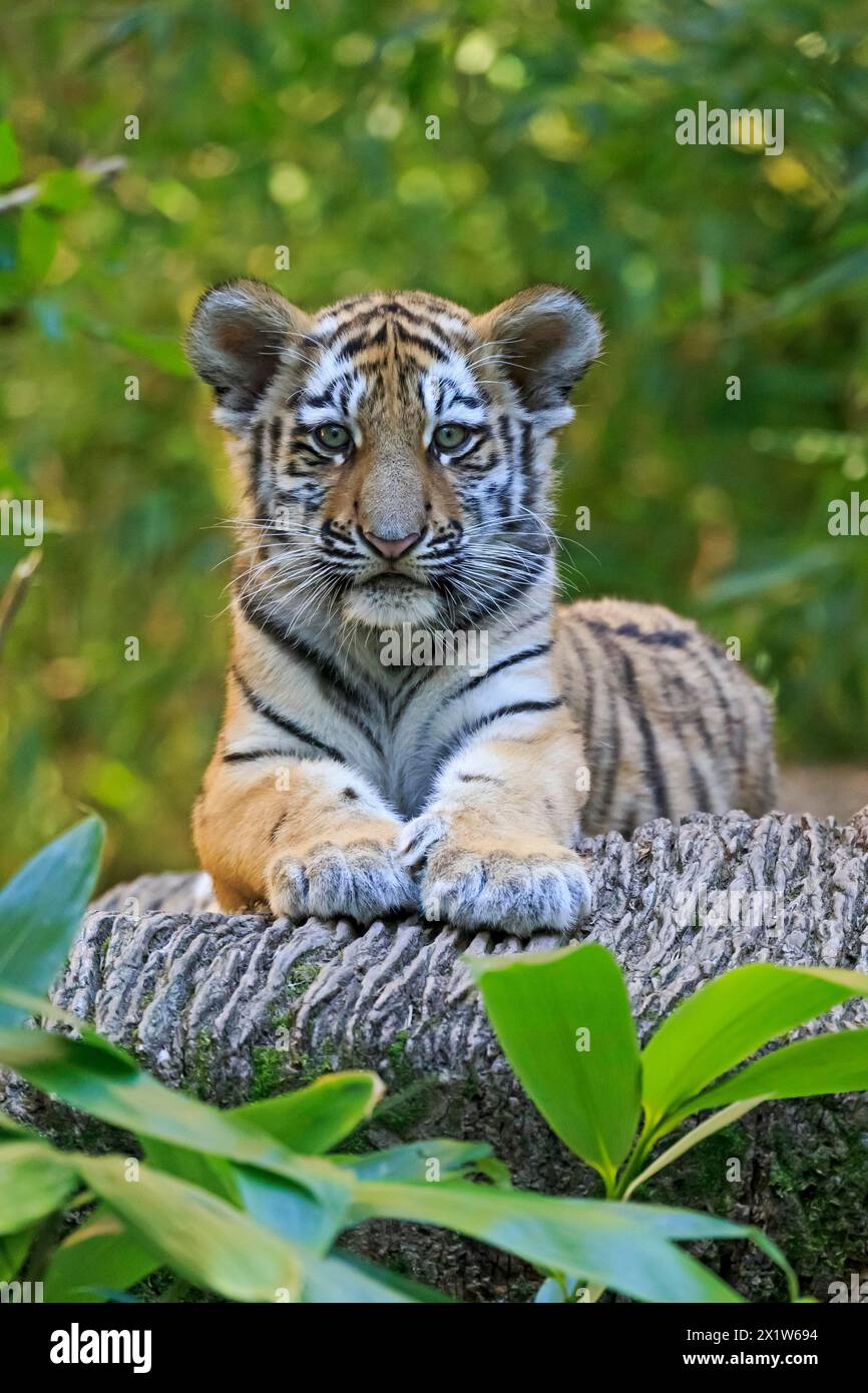A resting tiger young lies on a tree trunk and looks into the camera ...