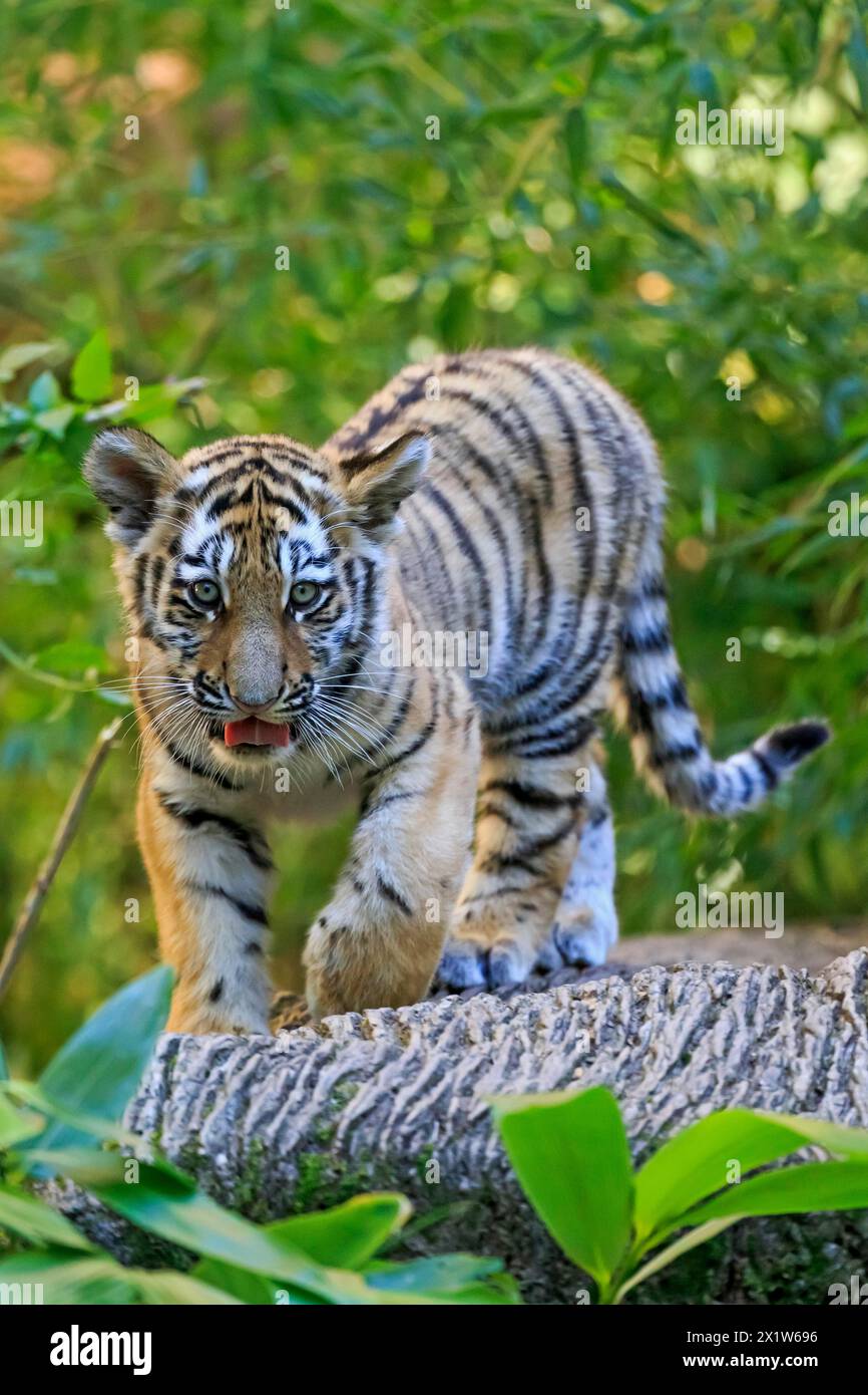 A tiger young balances curiously on a tree trunk, Siberian tiger, Amur ...