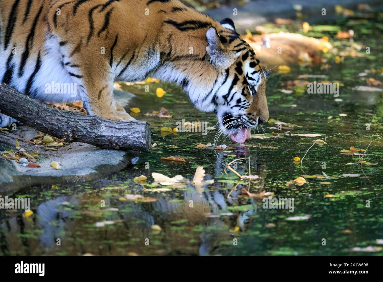 An adult tiger drinking water from a pond with autumn leaves, Siberian tiger, Amur tiger ...