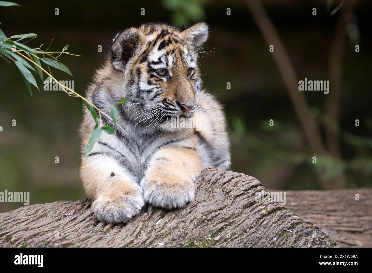 A small tiger lying relaxed on a tree trunk surrounded by green leaves ...