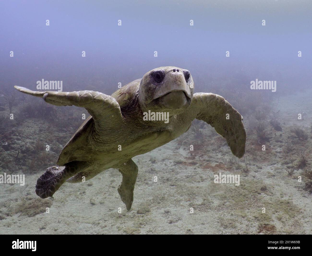 Loggerhead sea turtle (Caretta caretta), dive site Breakers, Palm Beach ...