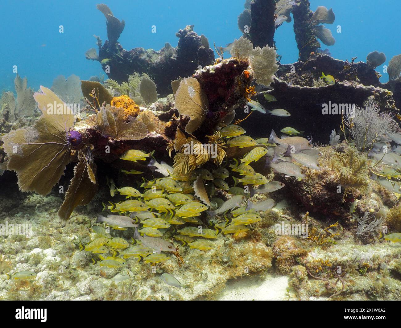 School of fish and common sea fan (Gorgonia ventalina) on the wreck of ...