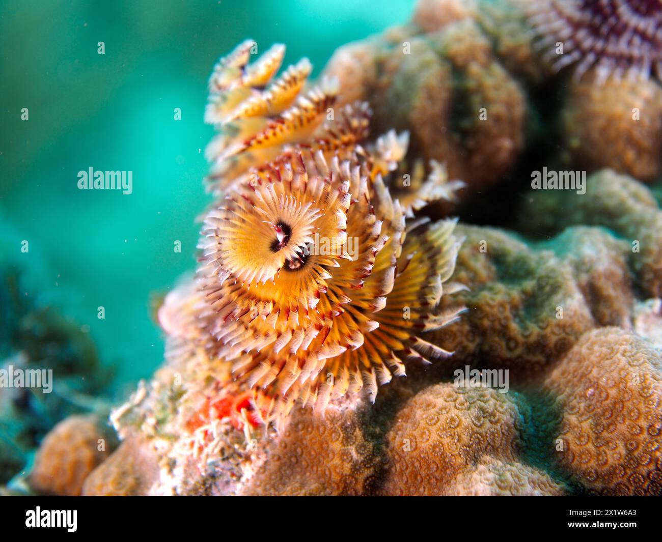 Christmas tree worm (Spirobranchus giganteus), dive site John Pennekamp ...