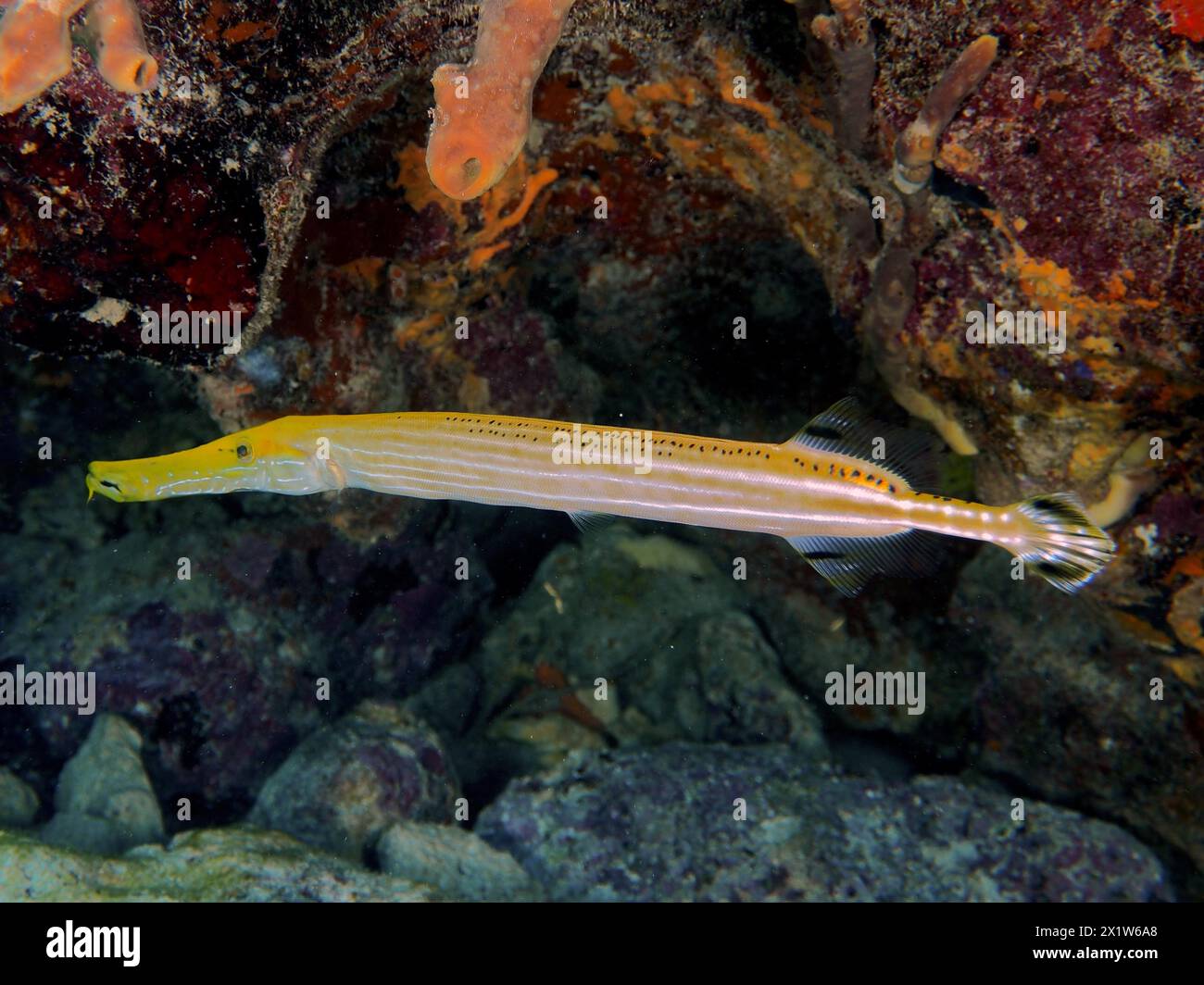West atlantic trumpetfish (Aulostomus maculatus), dive site John ...