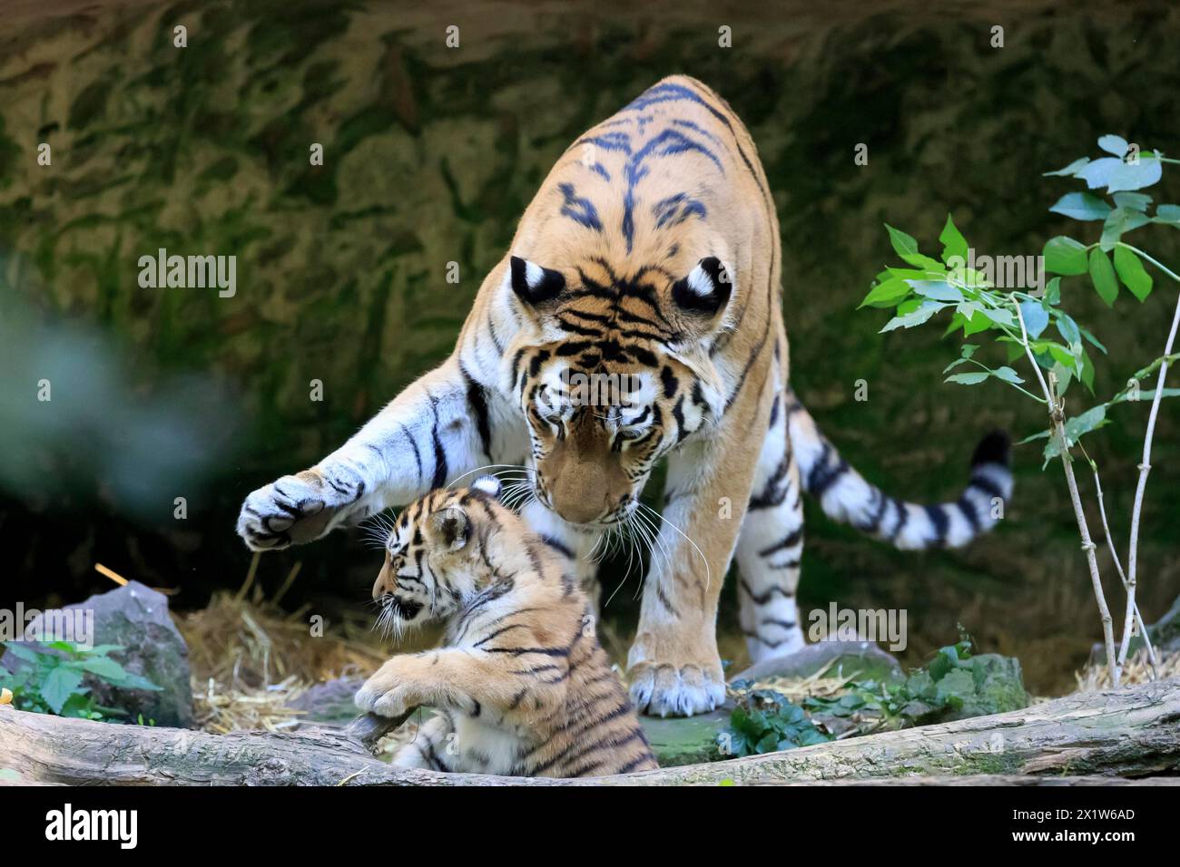 Adult tiger caring for a young tiger young, Siberian tiger, Amur tiger ...