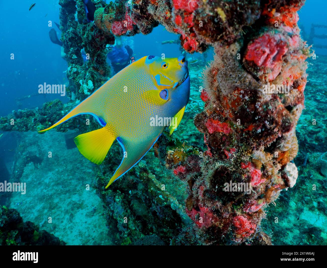 Overgrown railing and queen angelfish (Holacanthus ciliaris), angelfish ...