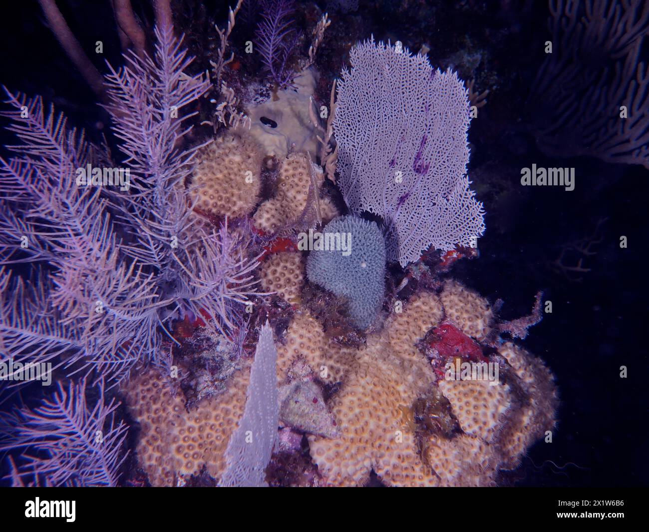 Common sea fan (Gorgonia ventalina), soft corals and stony corals at night. Dive site John ...