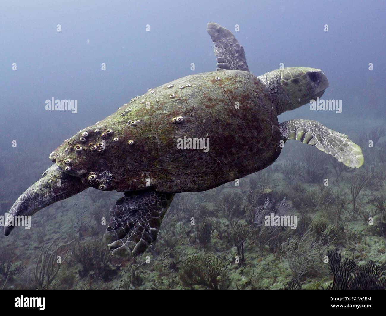 Loggerhead sea turtle (Caretta caretta), dive site Breakers, Palm Beach ...