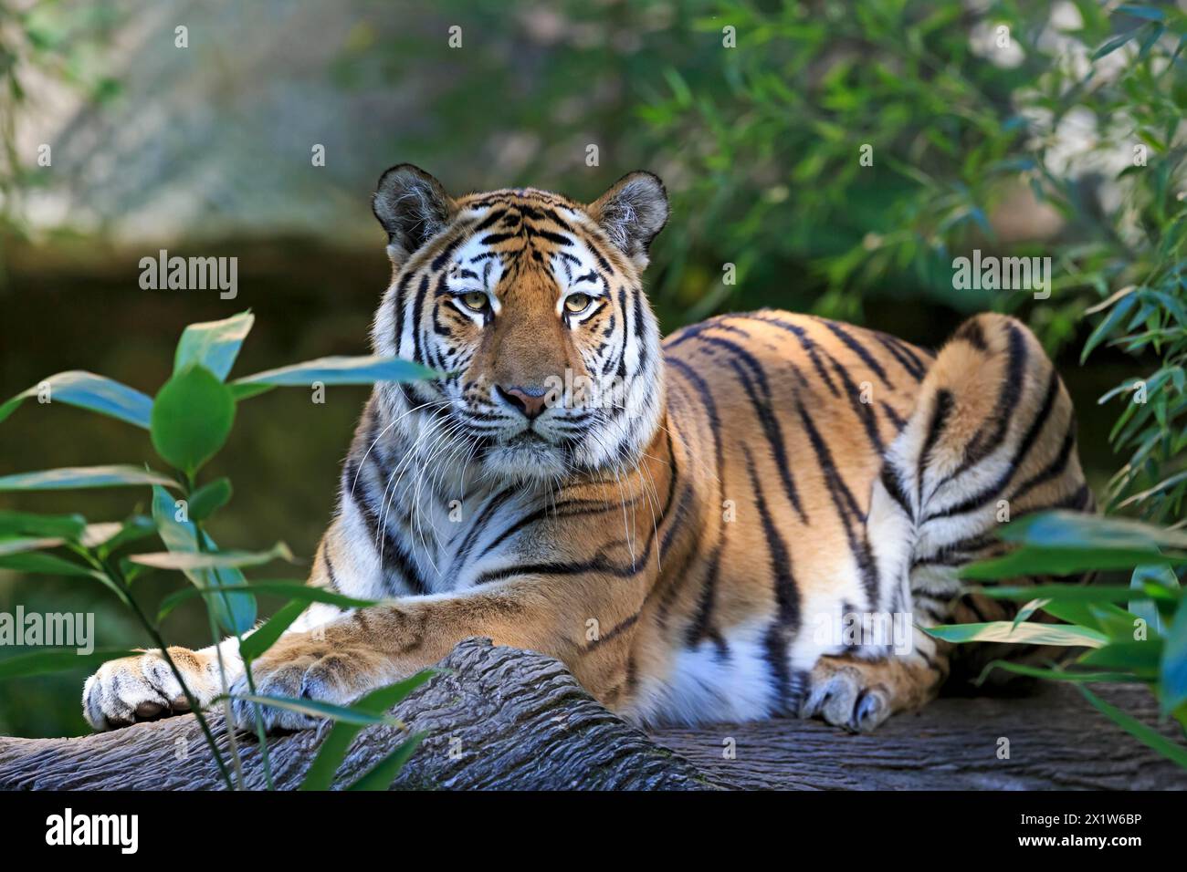 Siberian tiger relaxing on a tree trunk, Siberian tiger, Amur tiger ...