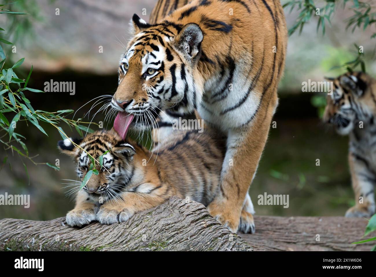 A tiger cleaning its young sitting on a rock, Siberian tiger, Amur ...